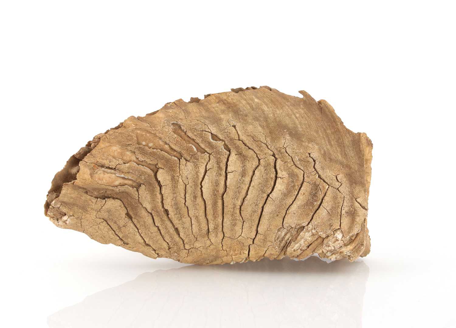 Lot 70 - WOOLLY MAMMOTH TOOTH, MAMMUTHUS PRIMIGENIUS Lot 70 - WOOLLY MAMMOTH TOOTH, MAMMUTHUS PRIMIGENIUS